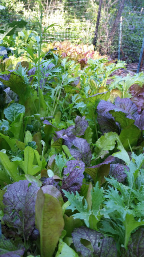Some May Garden Pictures – Tim's Food Obsession