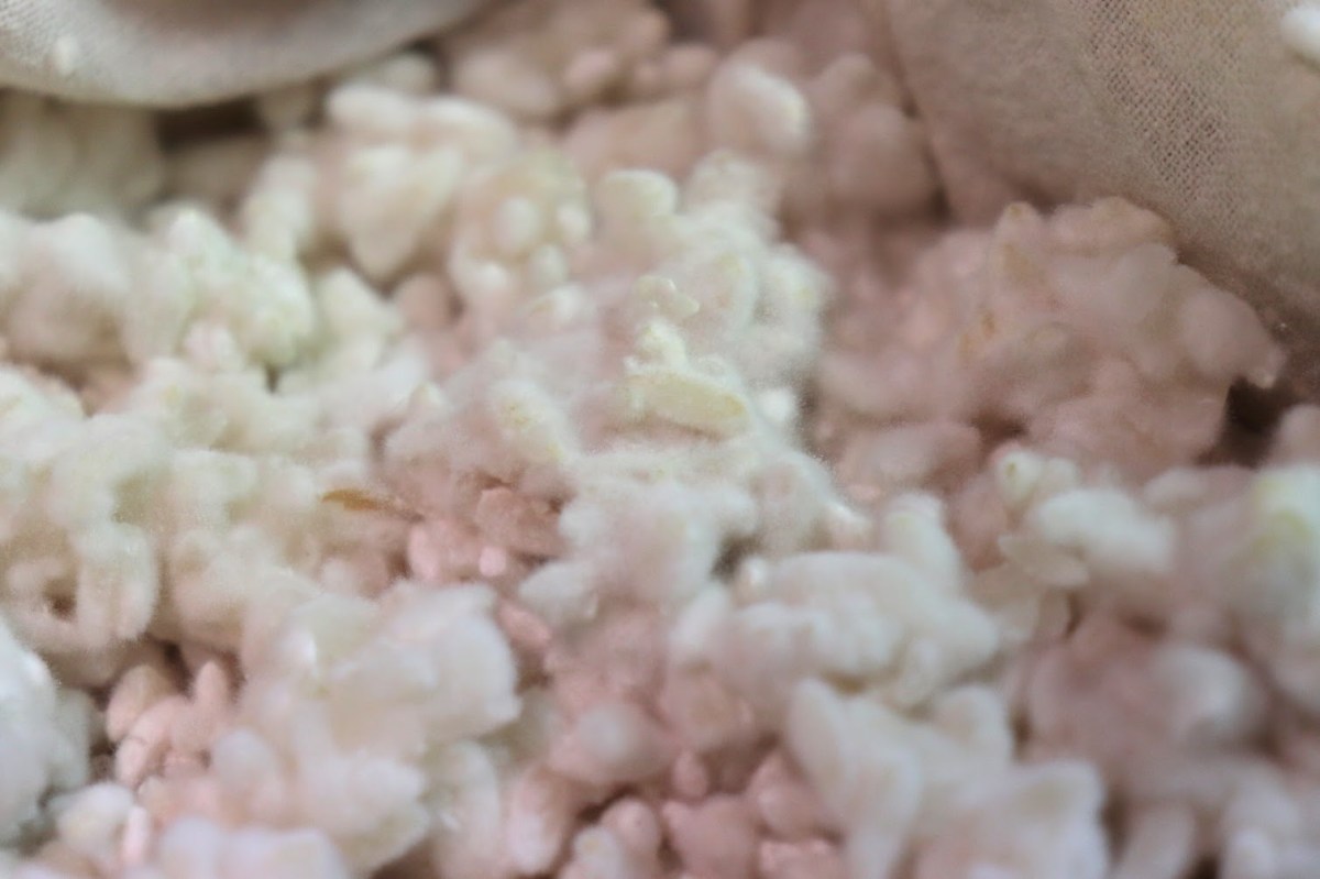 Simple instructions to produce koji at home – Tim's Food Obsession